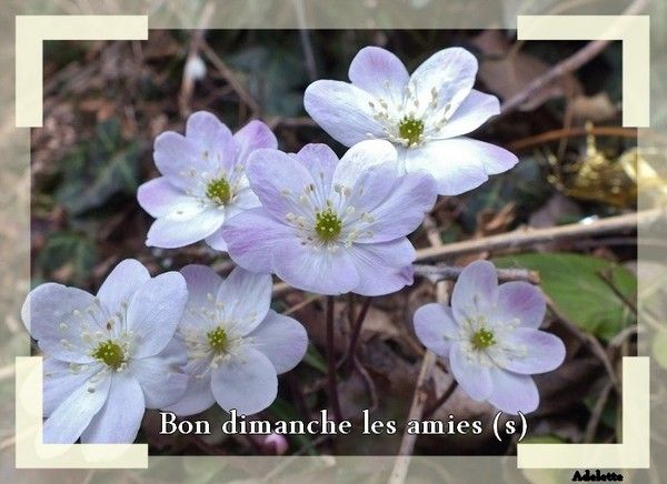 bon dimanche - Page 16