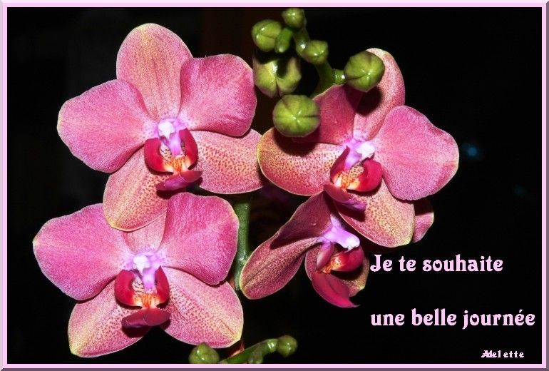 je te souhaite une belle journée